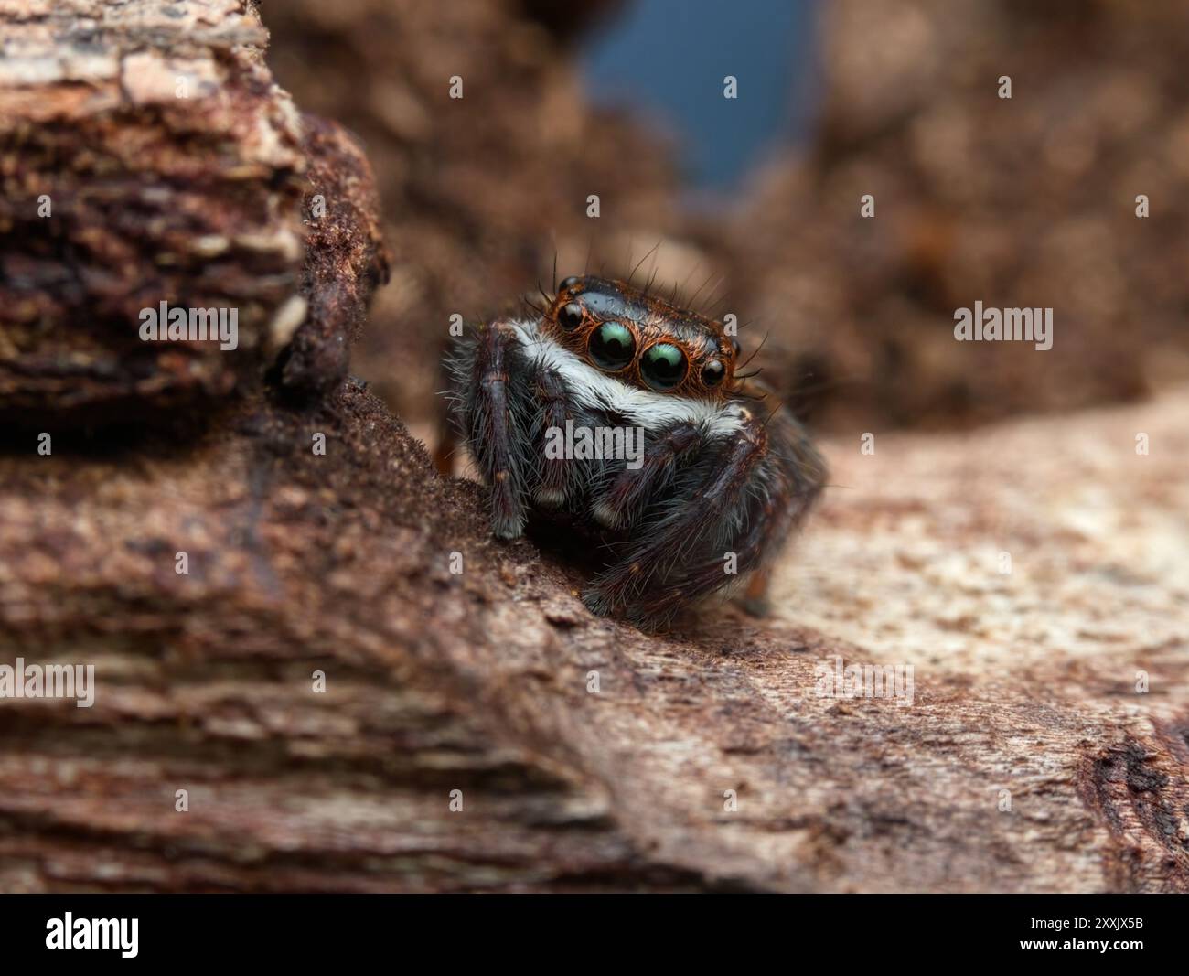 Brown jumping spider on the branch Stock Photo - Alamy