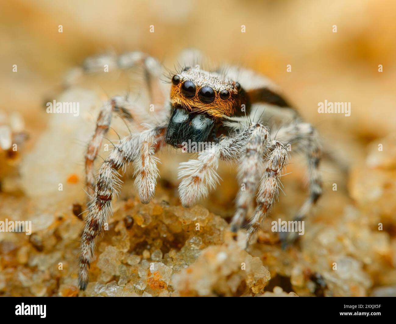 Cute jumping spider on the sand Stock Photo - Alamy