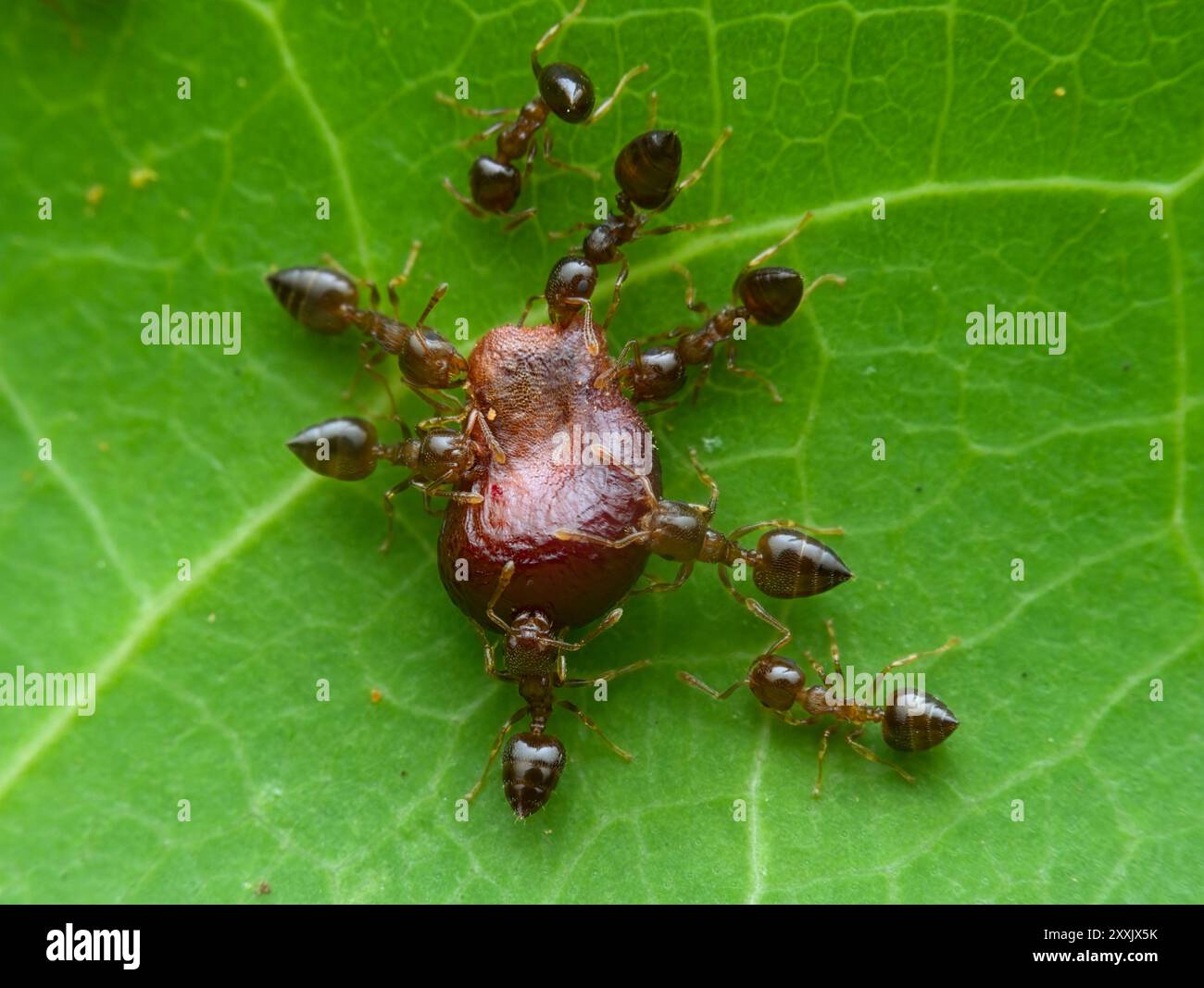 colony of small ants is eating plant seeds on a leaf Stock Photo - Alamy