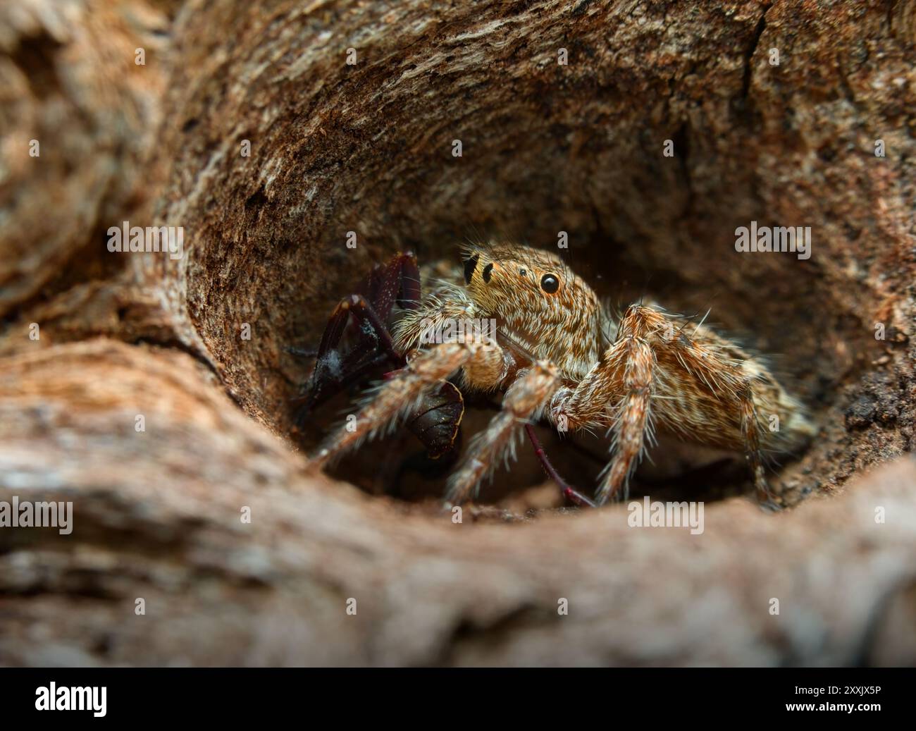 Jumping spider eat prey in the hole of wood Stock Photo - Alamy