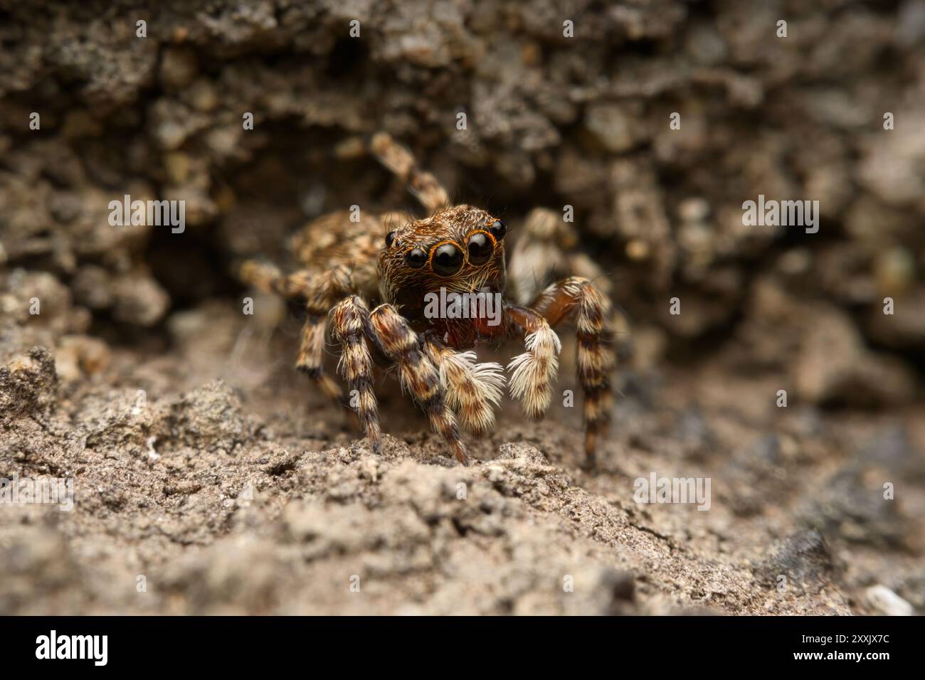 Jumping spider on the ground while looking up Stock Photo - Alamy