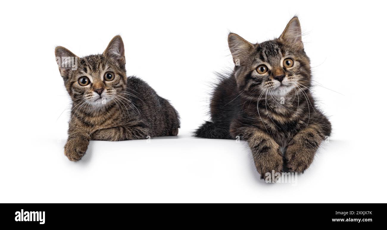 Cute common tabby shorthair and longhaired house cat kitten, laying ...