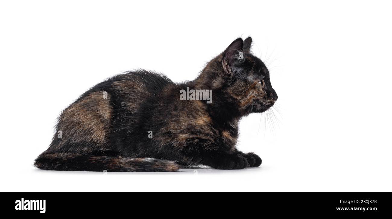 Cute common tortie house cat kitten, laying down side ways. Looking to ...