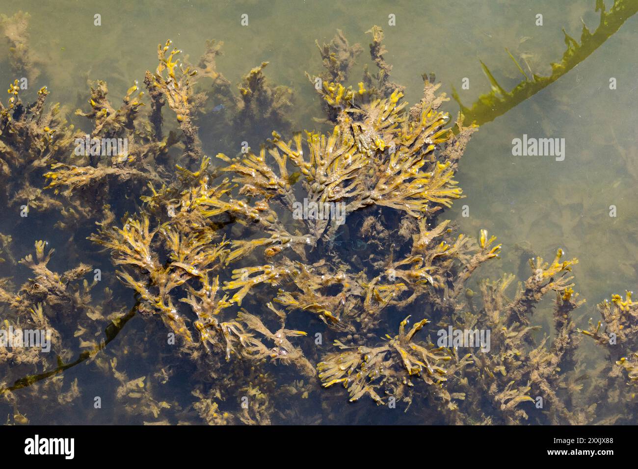 Bladderwrack is a common seaweed of the inter-tidal zone. It survives ...