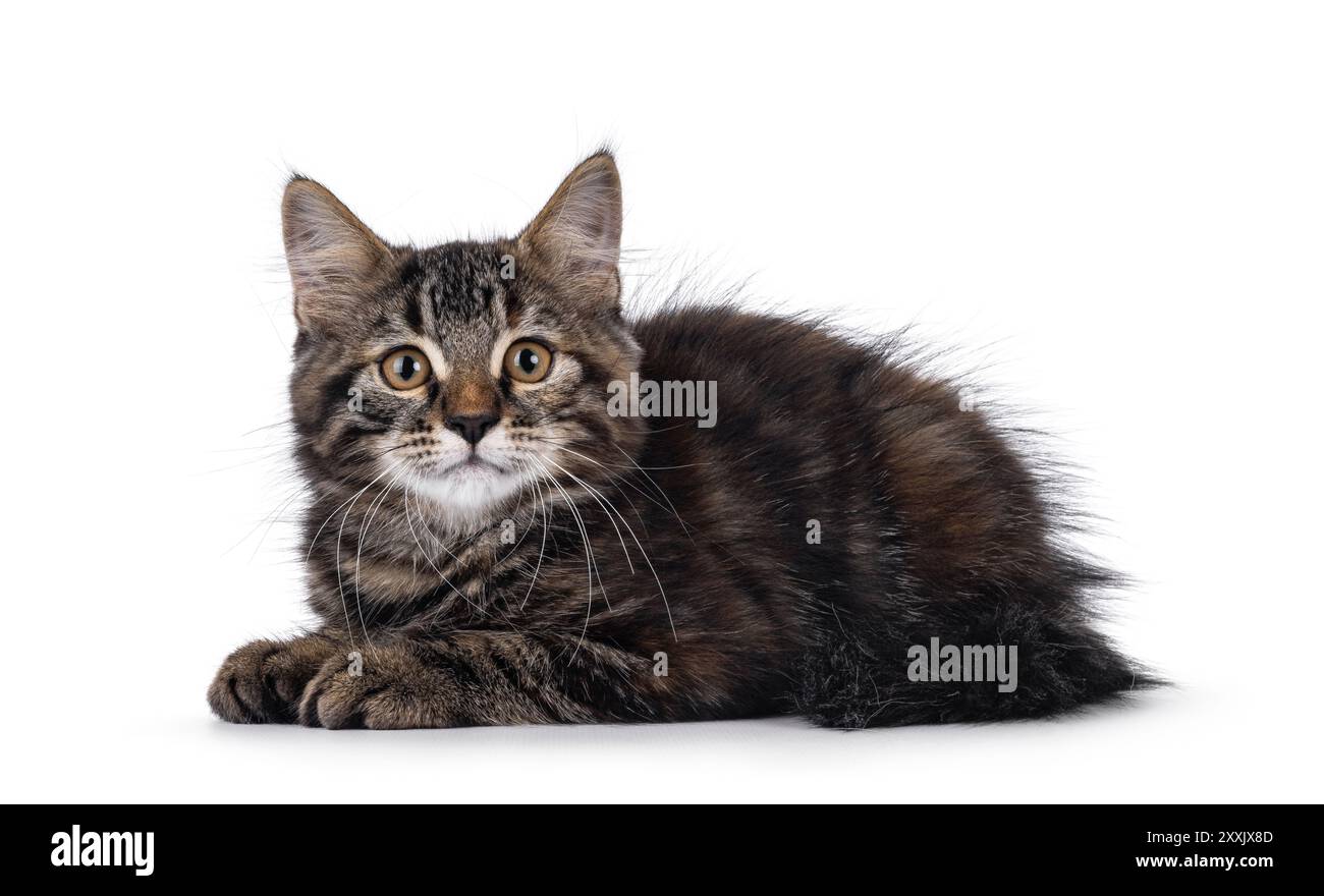 Cute black tabby semi longhair house cat kitten, laying down side ways ...