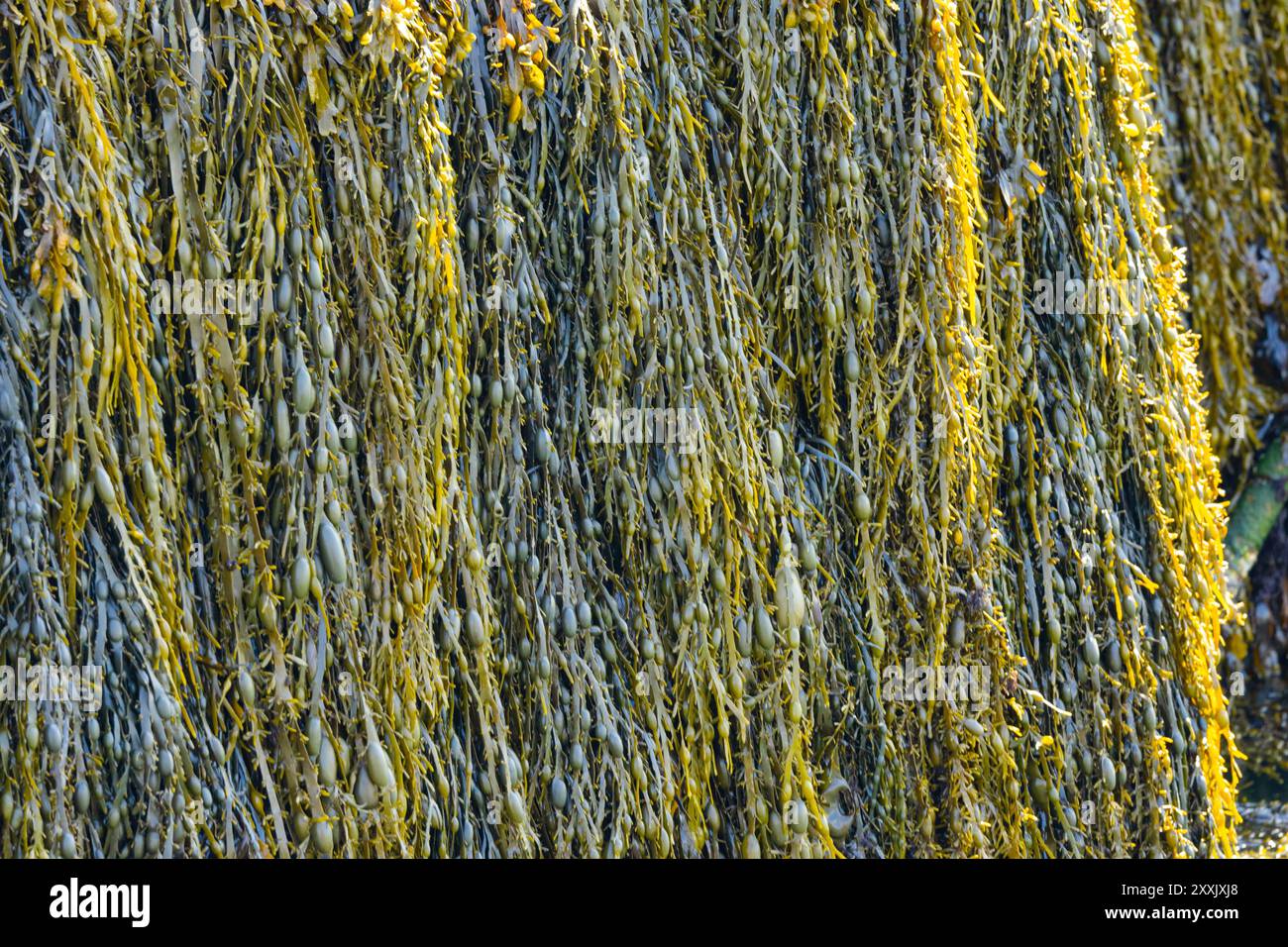 Channel Wrack is a seaweed that prefers the upper tidal zone on ...