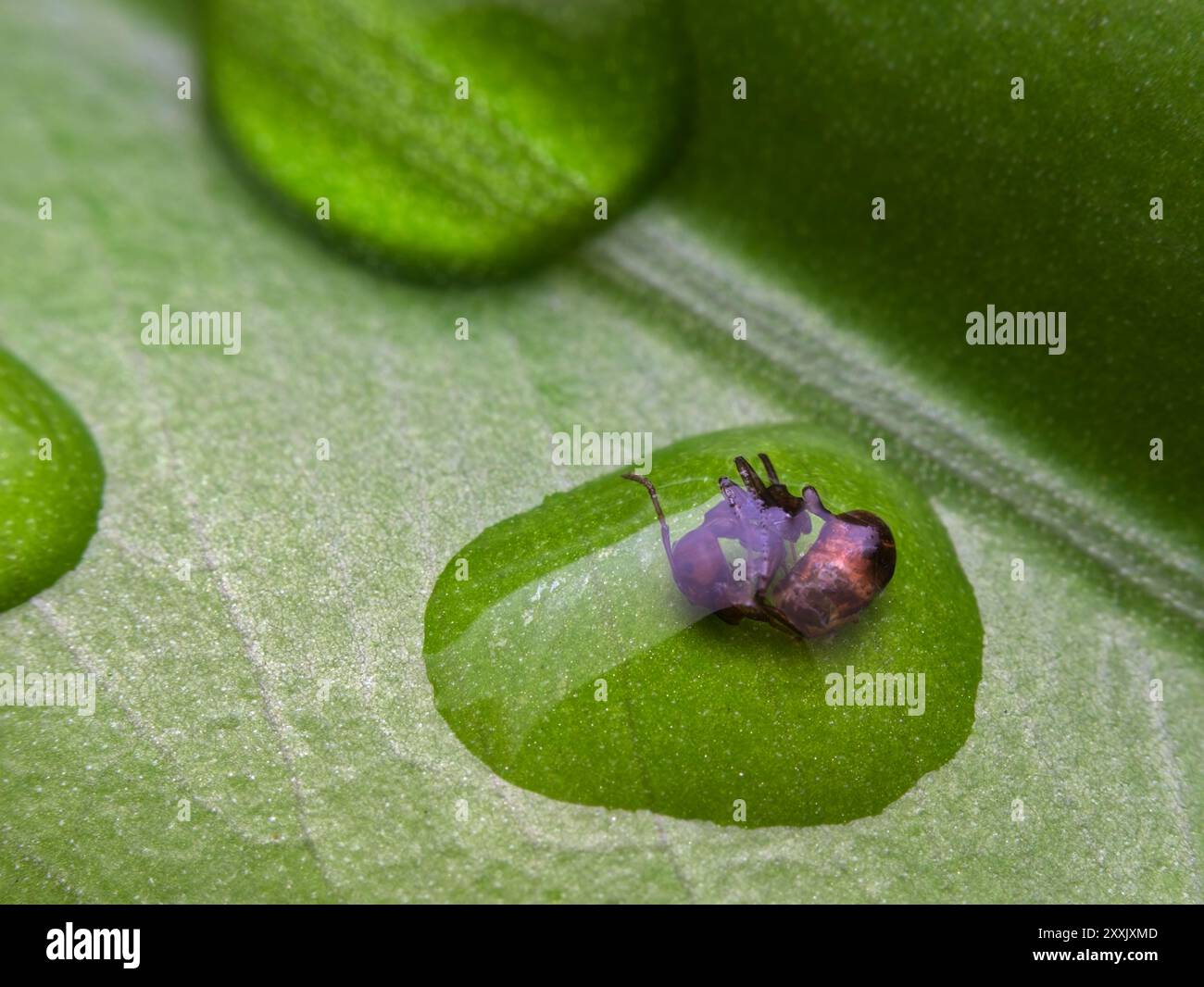 a dead ant trapped in a water droplet Stock Photo - Alamy