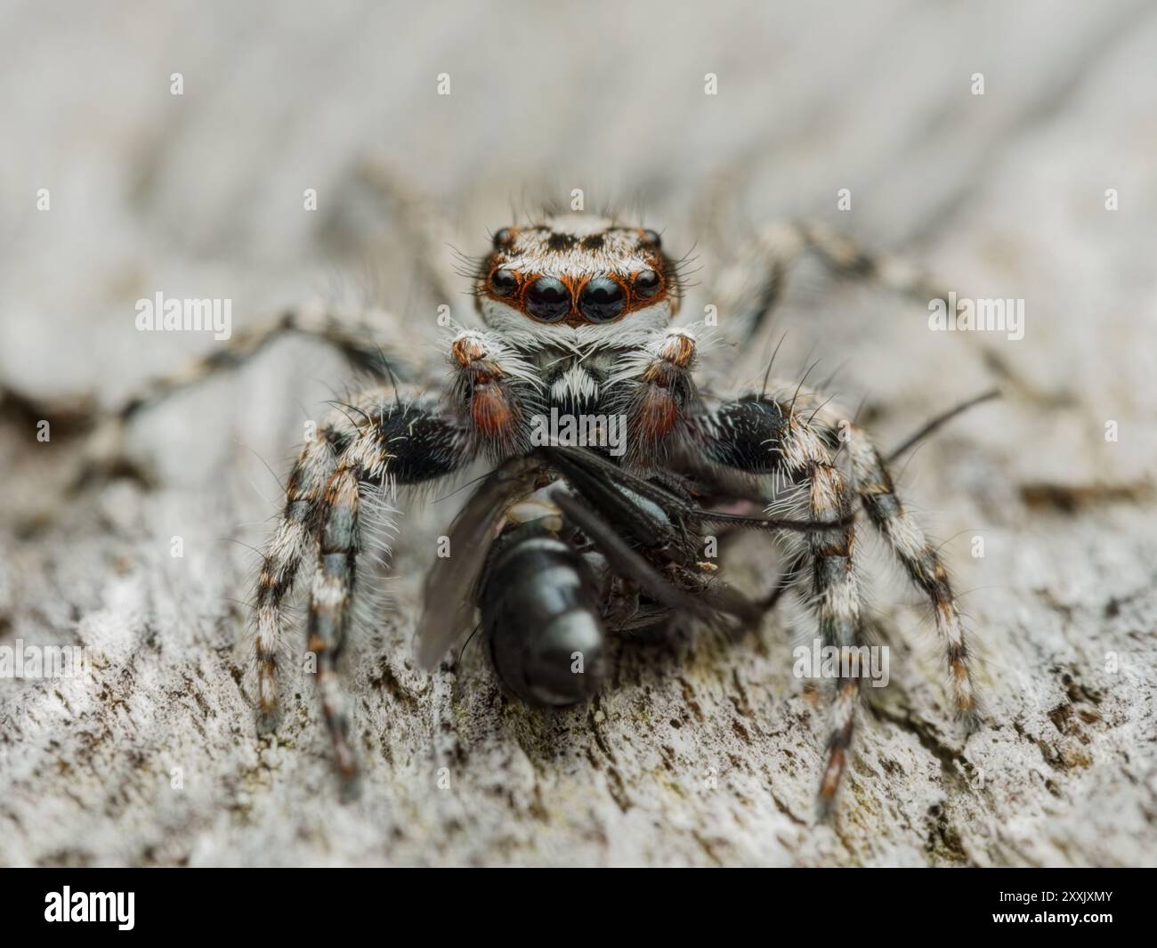 Jumping spider eat hi-res stock photography and images - Alamy