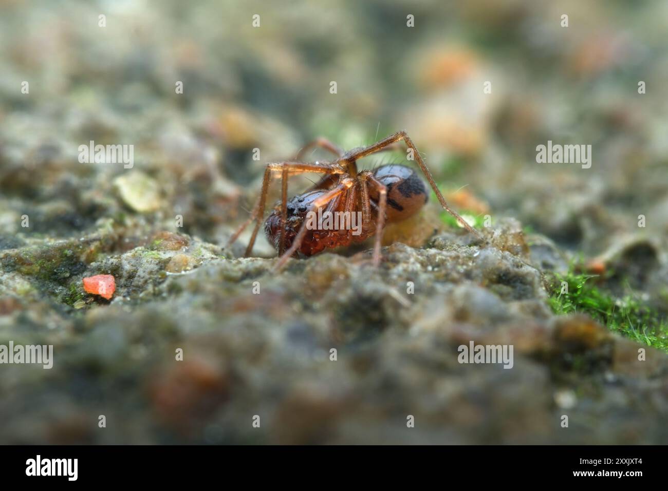 Little red spider on the sandy ground Stock Photo - Alamy