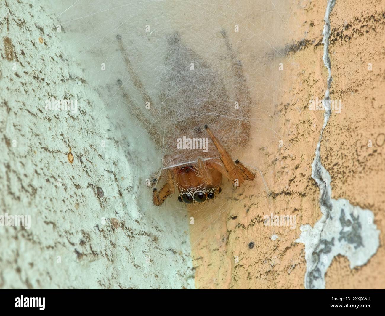 Spider nest wall hi-res stock photography and images - Alamy