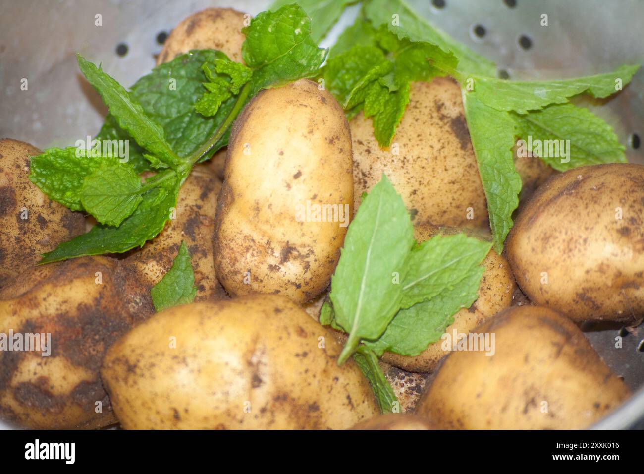 Potatoes (Solanum tuberosum) Runner Beans (phaseolus coccineus) and ...