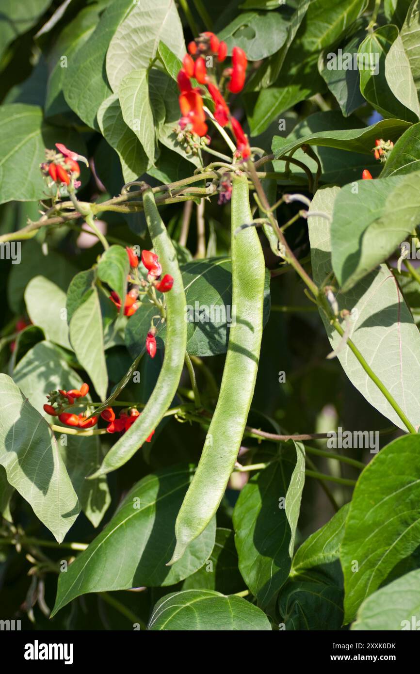 Scarlet Runner Beans (phaseolus coccineus) Buds in August the Summer ...