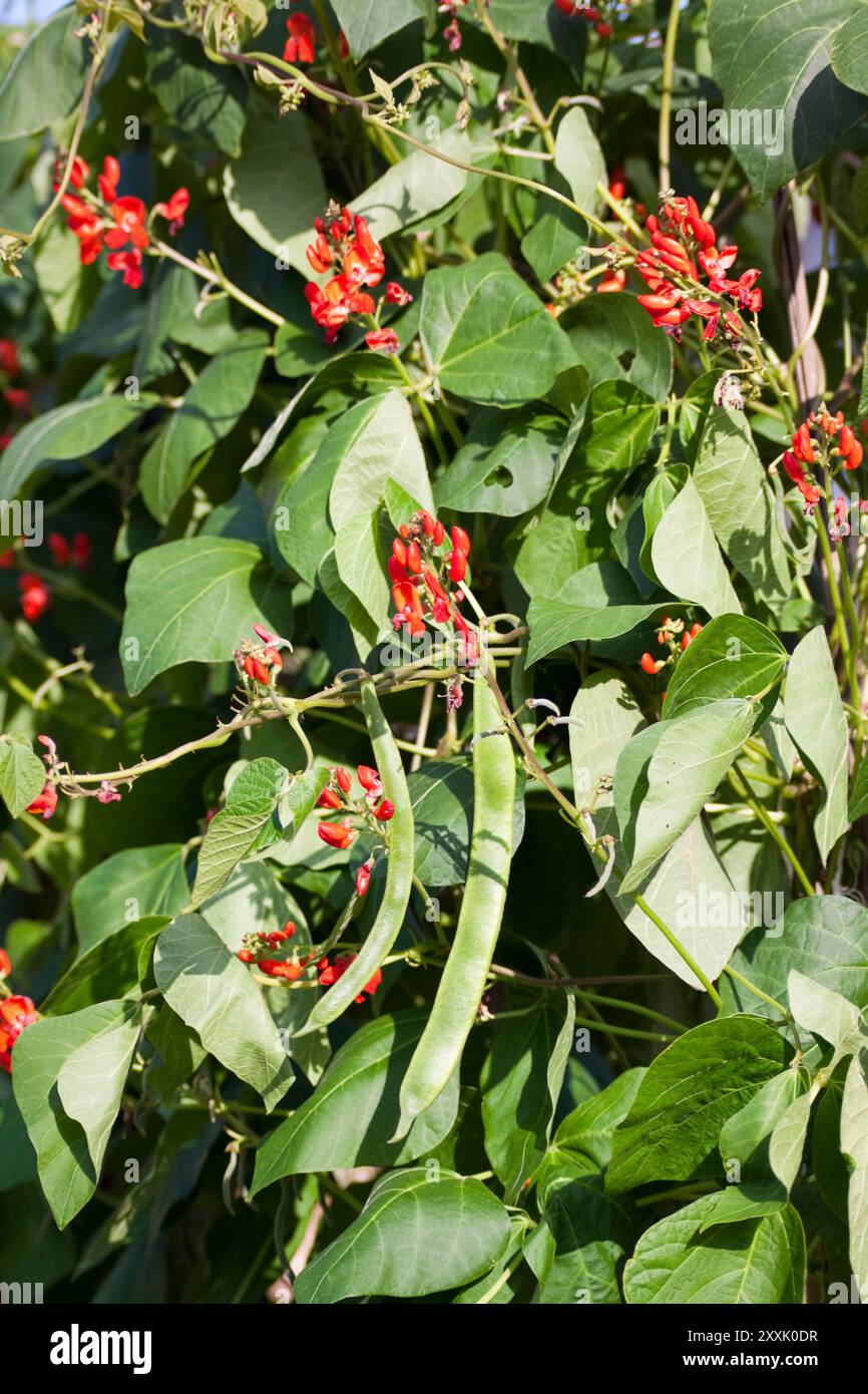 Scarlet Runner Beans (phaseolus coccineus) Buds in August the Summer ...