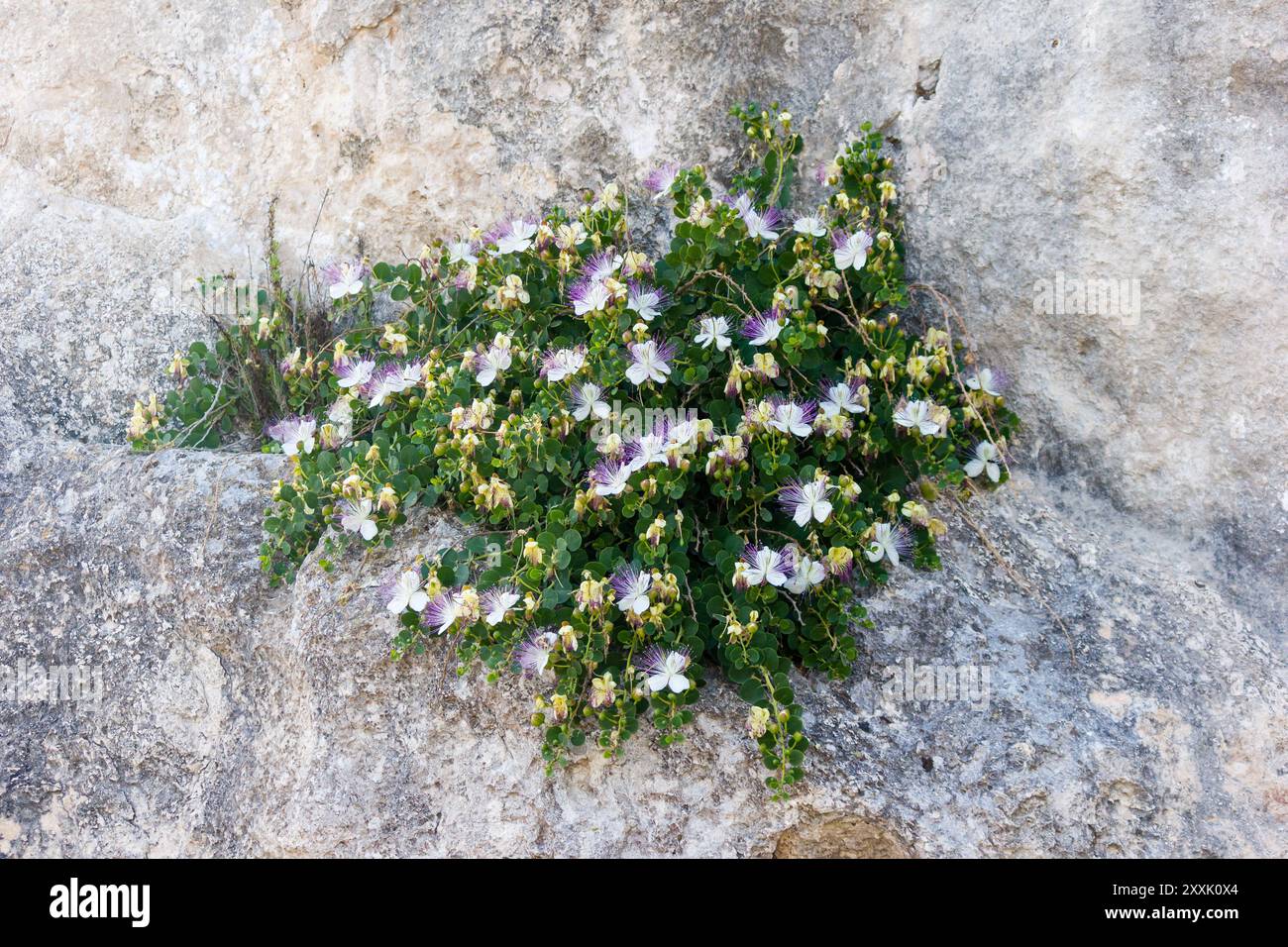 capers plant in the wild with flowers on a rock formation Stock Photo ...