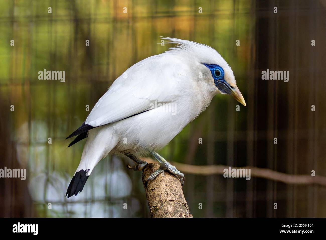 A Bali mynah perched on a branch. This critically endangered bird feeds ...