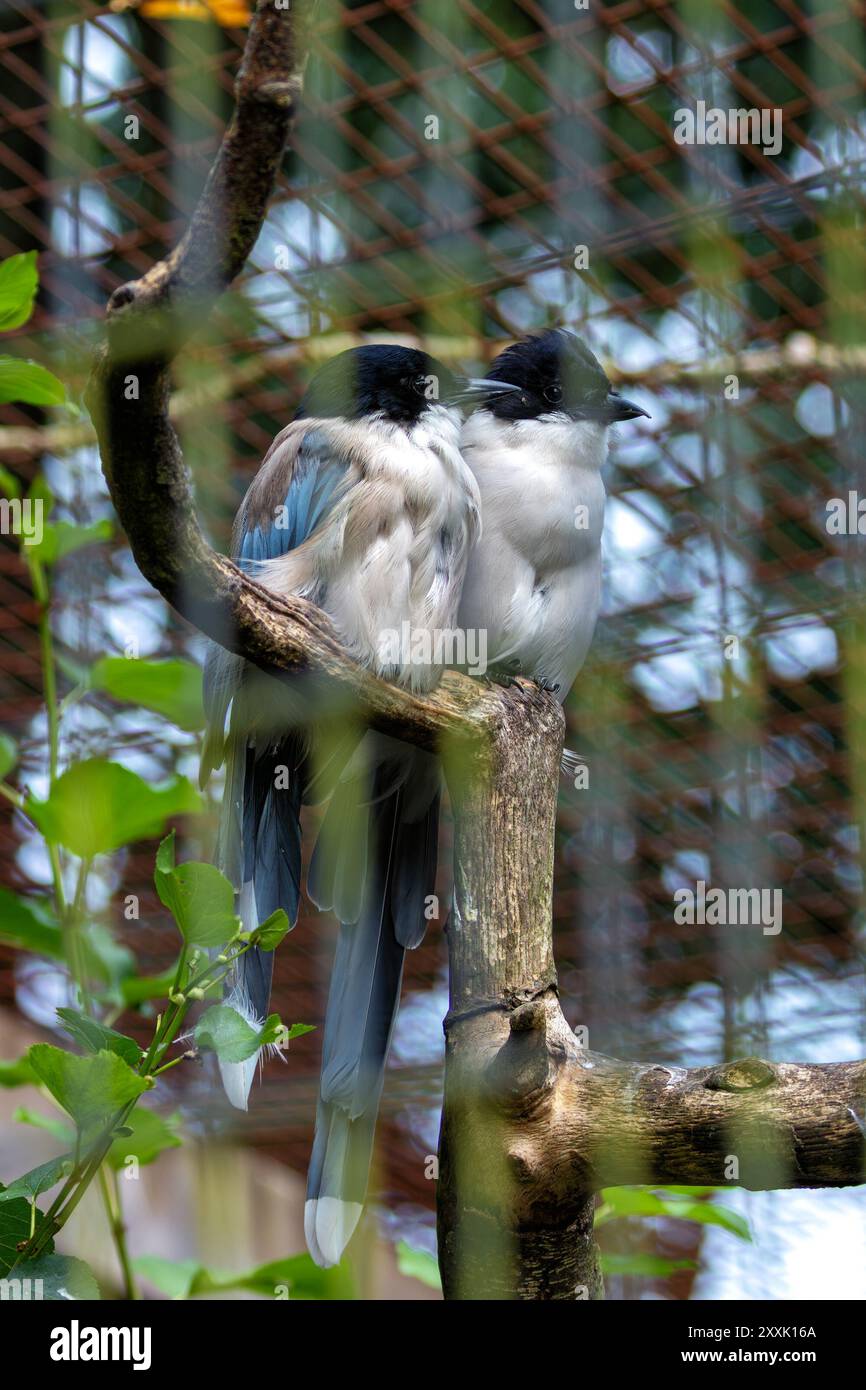 An azure-winged magpie perched in a tree. This social bird feeds on insects, fruits, seeds, and ...