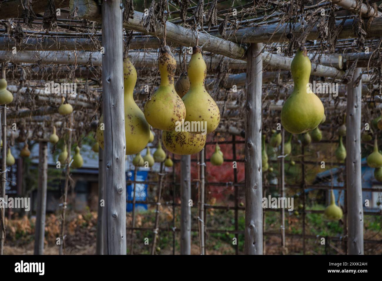 Drying Gourds