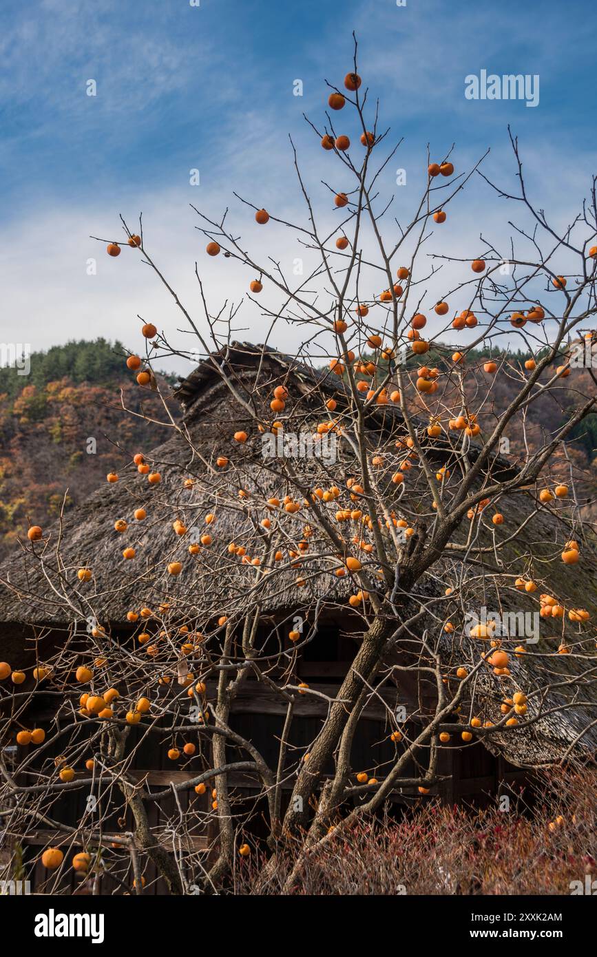 Kaki Persimmon ,Diospyros kaki, seen here drying in the autumnal air ...