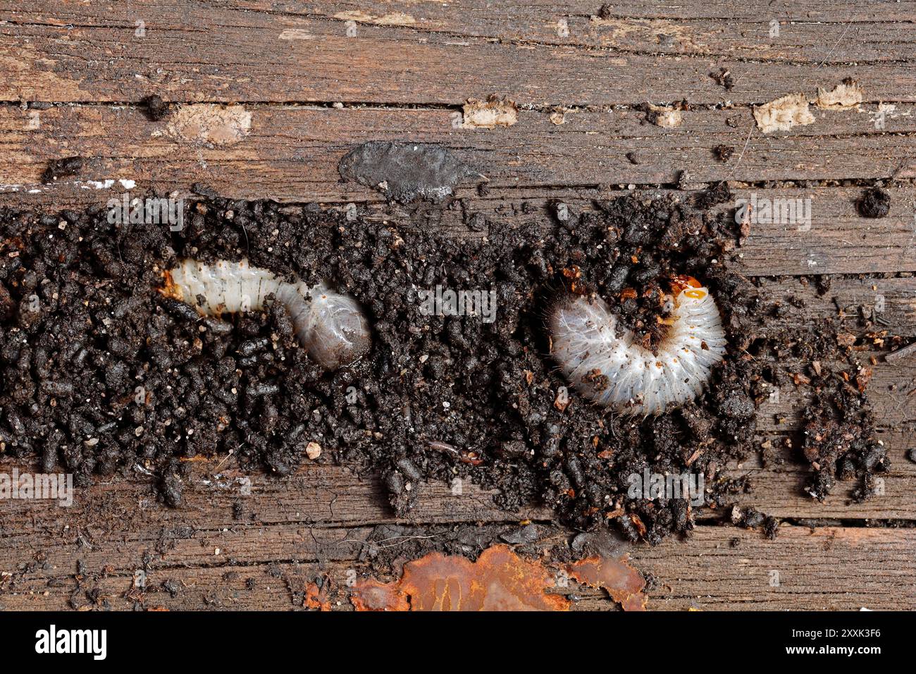 grub worm, Larvae of scarab beetles have eaten into old wood, larvae ...