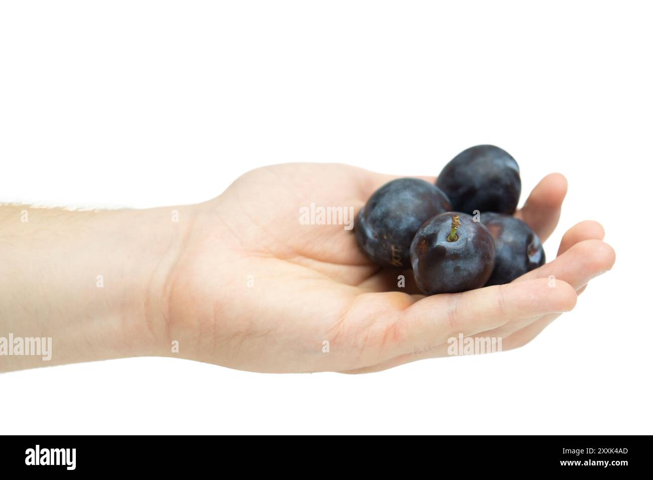 Male hand holding plums isolated on white background Stock Photo - Alamy