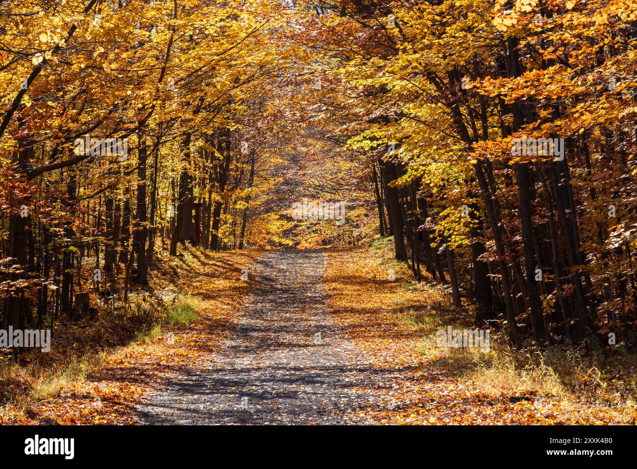 Forest maple trees quebec hi-res stock photography and images - Alamy