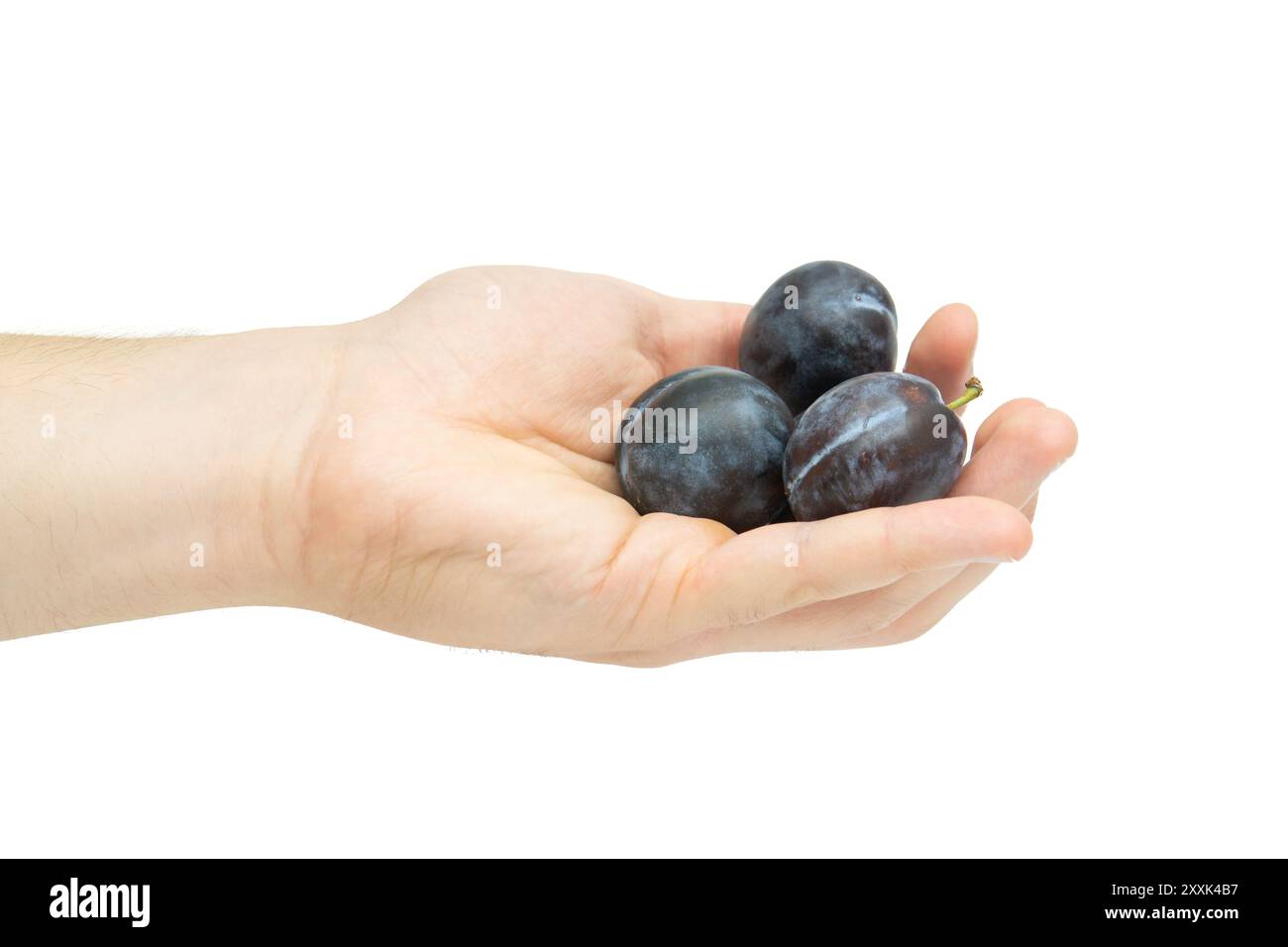 Male hand holding plums isolated on white background Stock Photo - Alamy