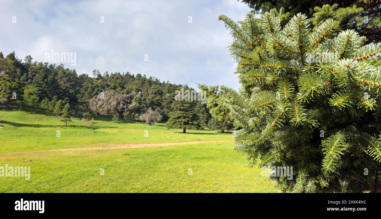 Forest glade among fir trees in mountains, Blue cloudy sky and green ...