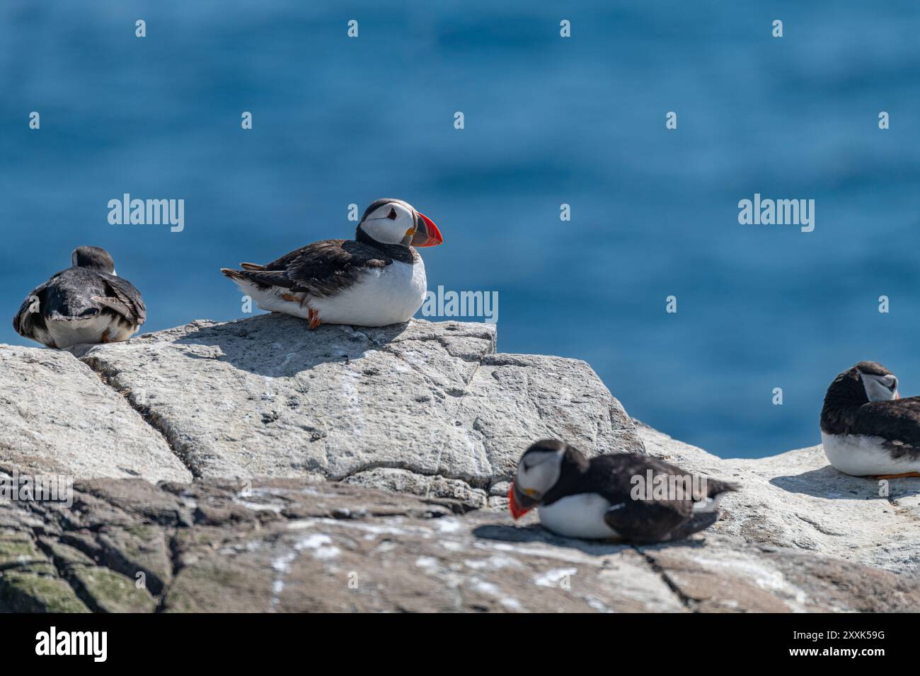 Puffins on the ground on Inner Farne Island in the Farne Islands ...