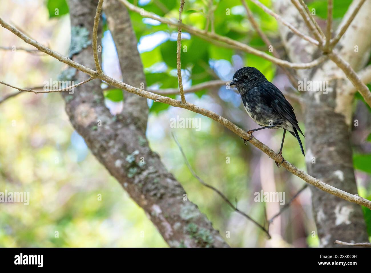 New zealand nz native birds hi-res stock photography and images - Alamy