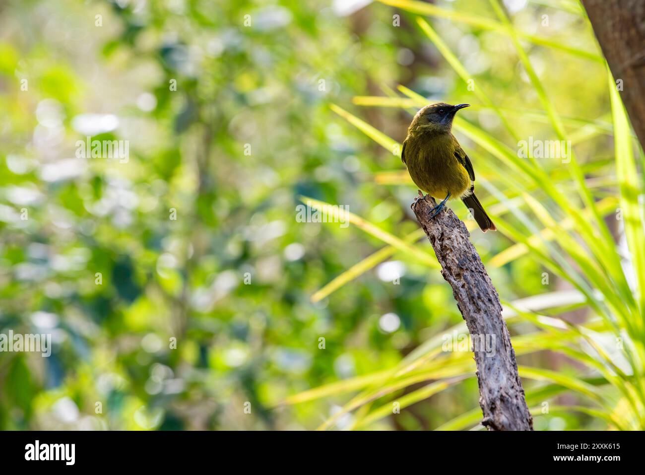 A male New Zealand bellbird (Anthornis melanura), also known by its Māori language names ...