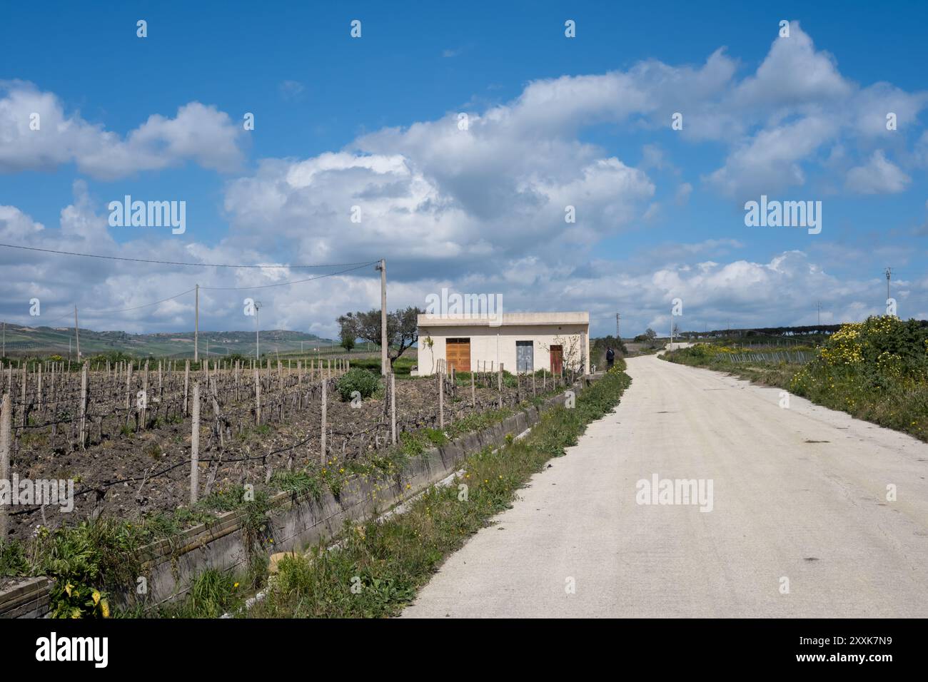 A rural landscape with vineyards near Sambuca di Sicilia in western ...