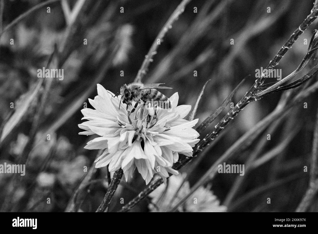 Insect collecting Black and White Stock Photos & Images - Alamy