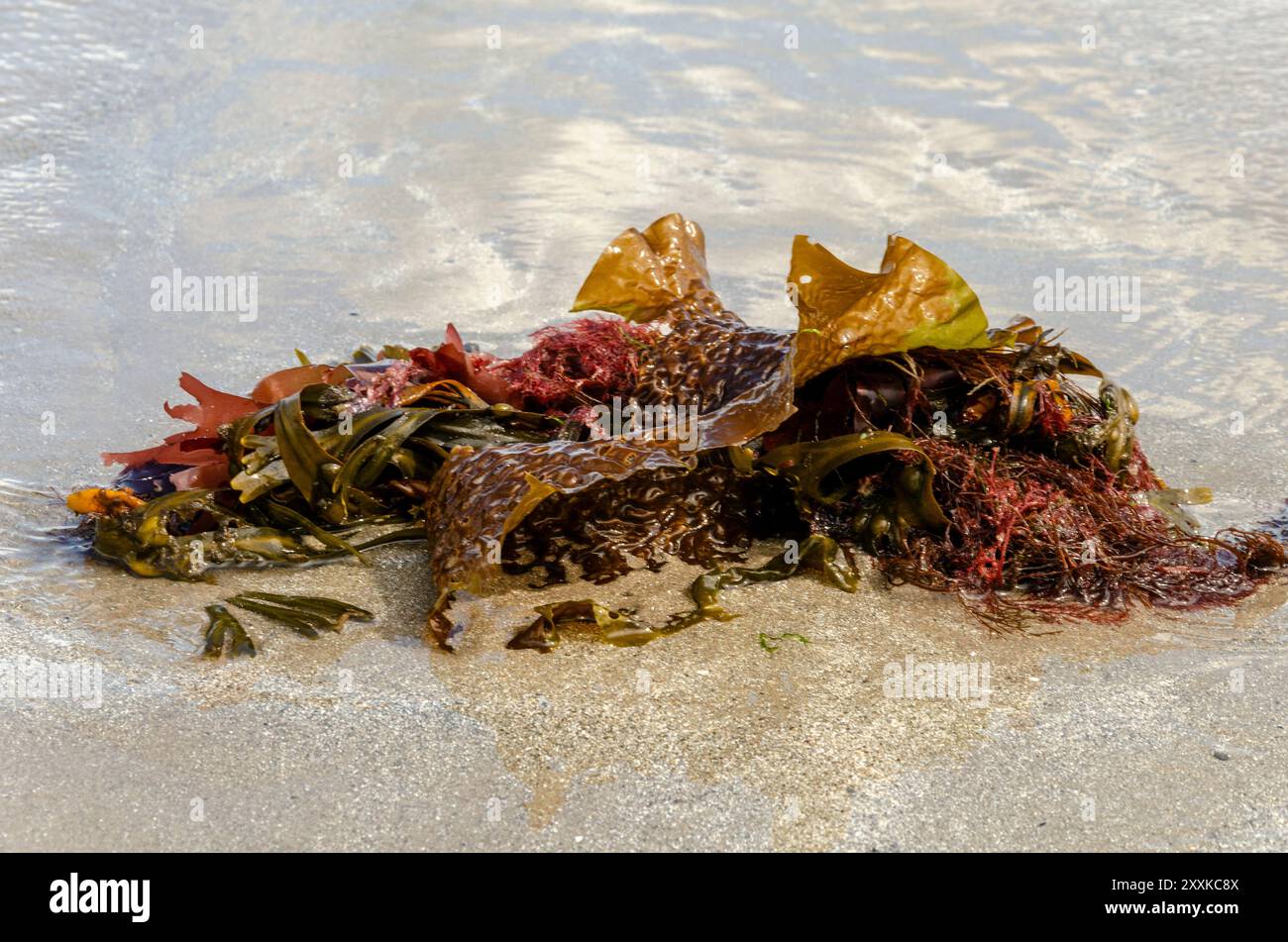 A mixture of different types and colours of seaweed washed up on ...