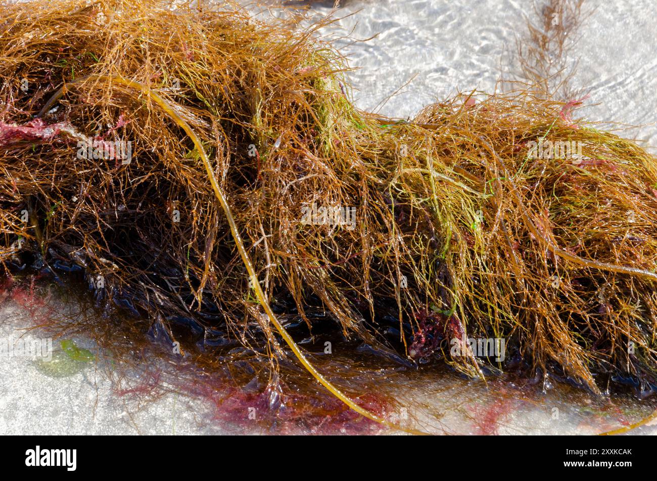 Clump of stringy brown seaweed on the beach at Ballywalter on an incoming tide Stock Photo - Alamy