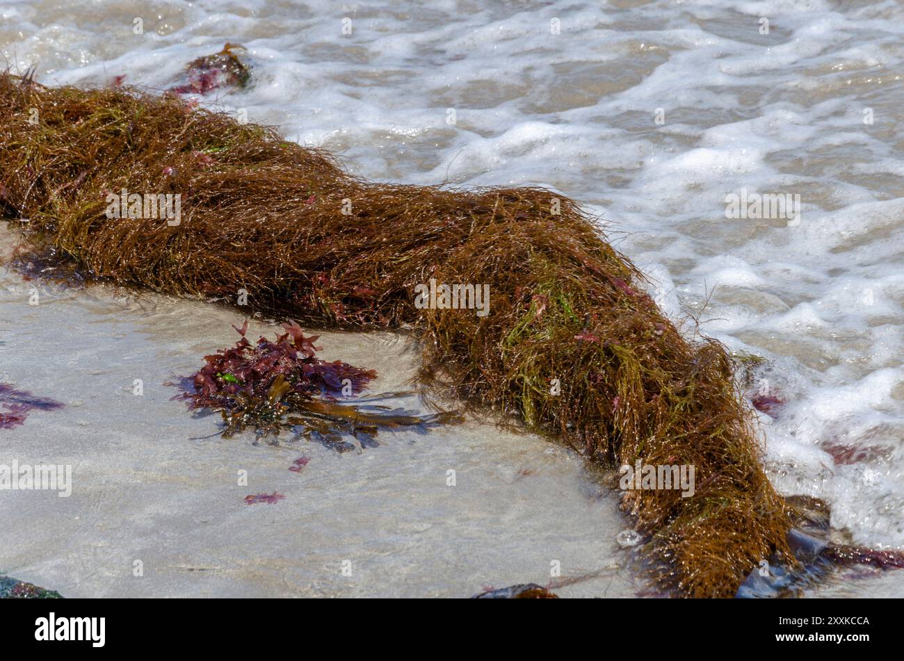 Clump of stringy brown seaweed on the beach at Ballywalter on an ...