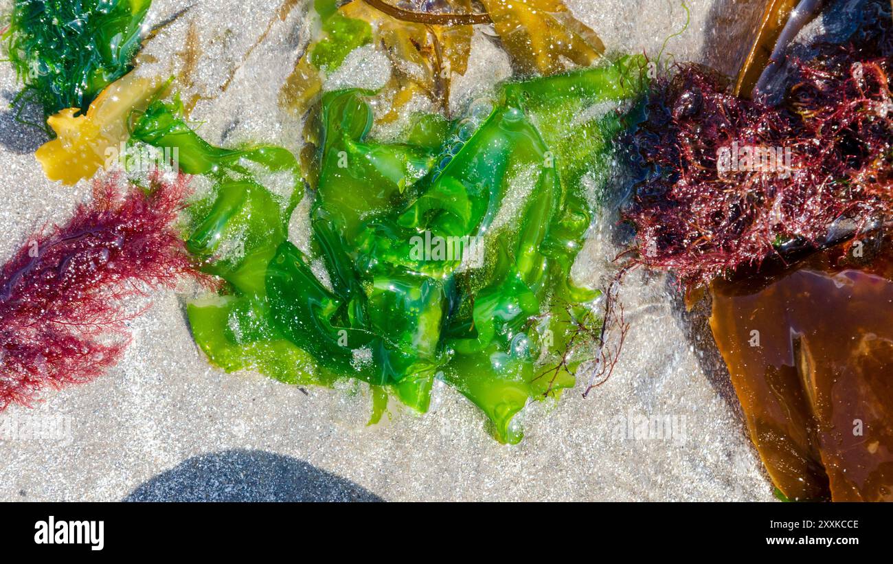Sea lettuce (Ulva lactuca) lying on the beach at Ballywalter surrounded ...