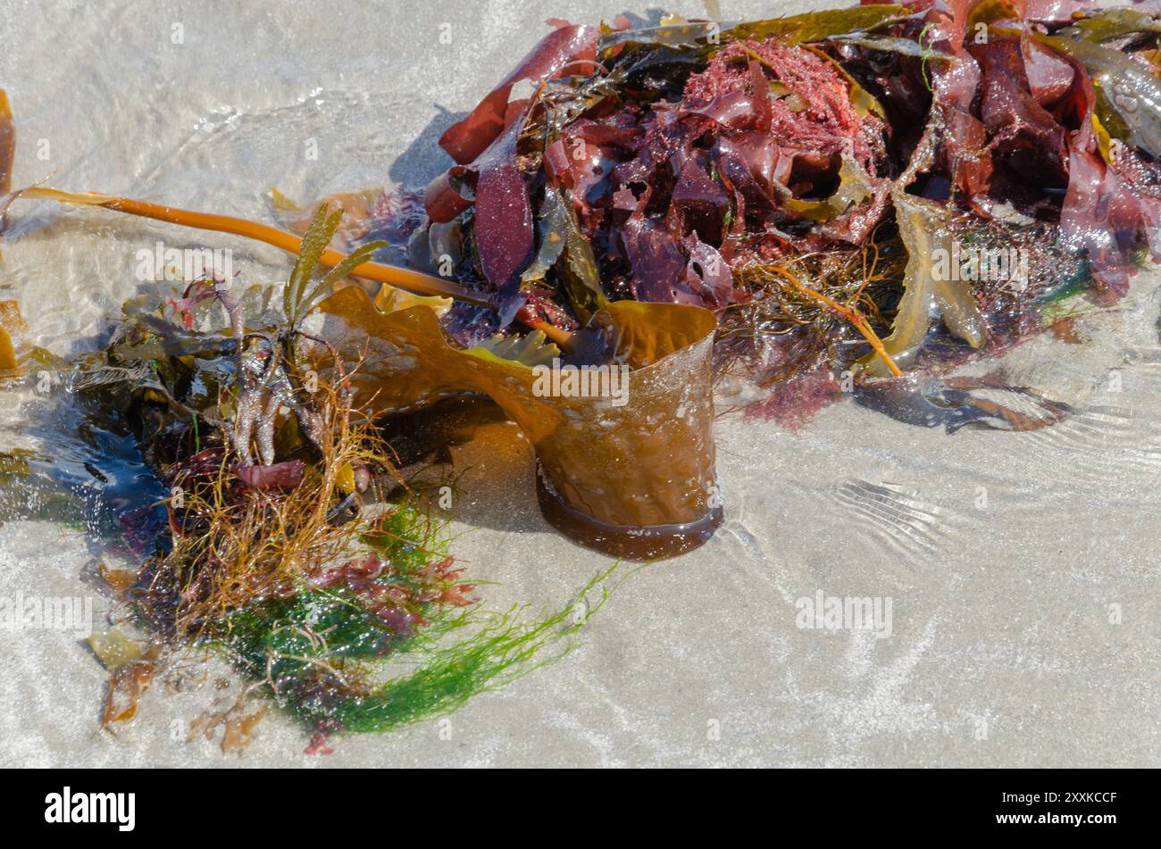 Mixture of different types of seaweed washed up on incoming tide at ...