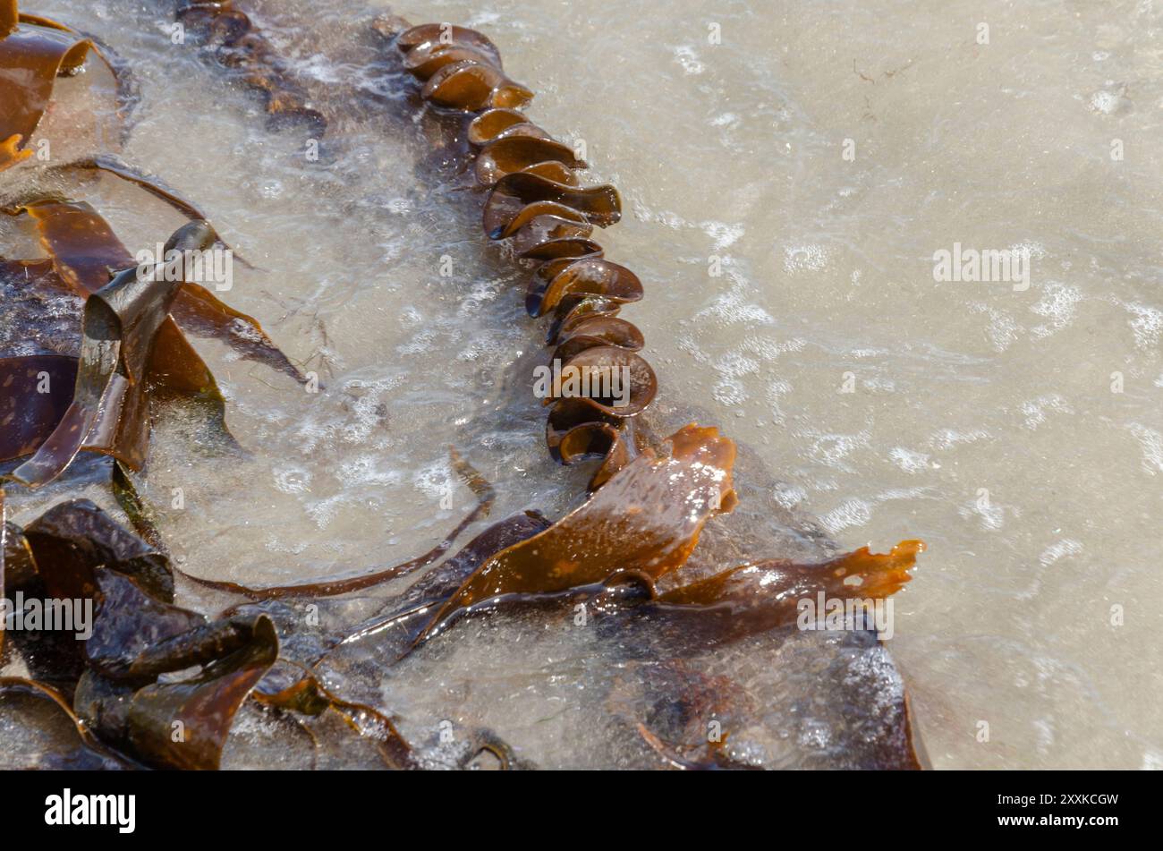 Curly leaf seaweed washed up on an incoming tide at Ballywalter CO Down ...
