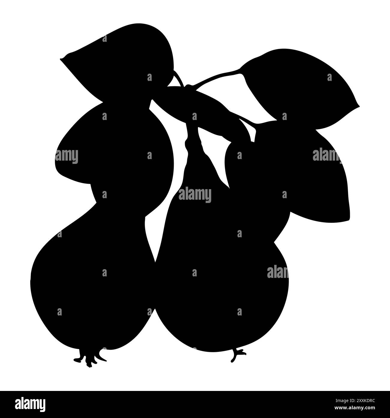 Pear tree branch with fruit and leaves, vector illustration. Delicious ...