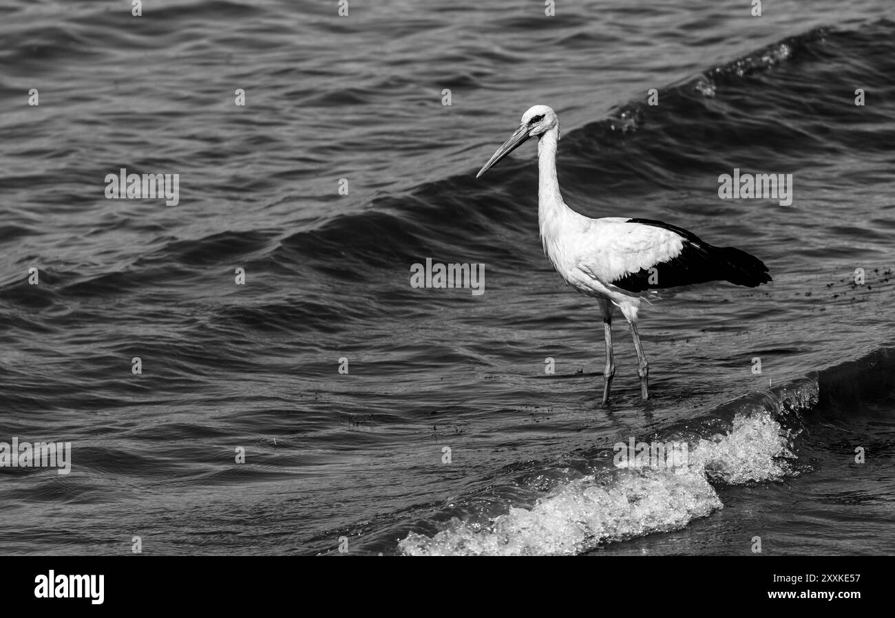 White stork with snake Black and White Stock Photos & Images - Alamy