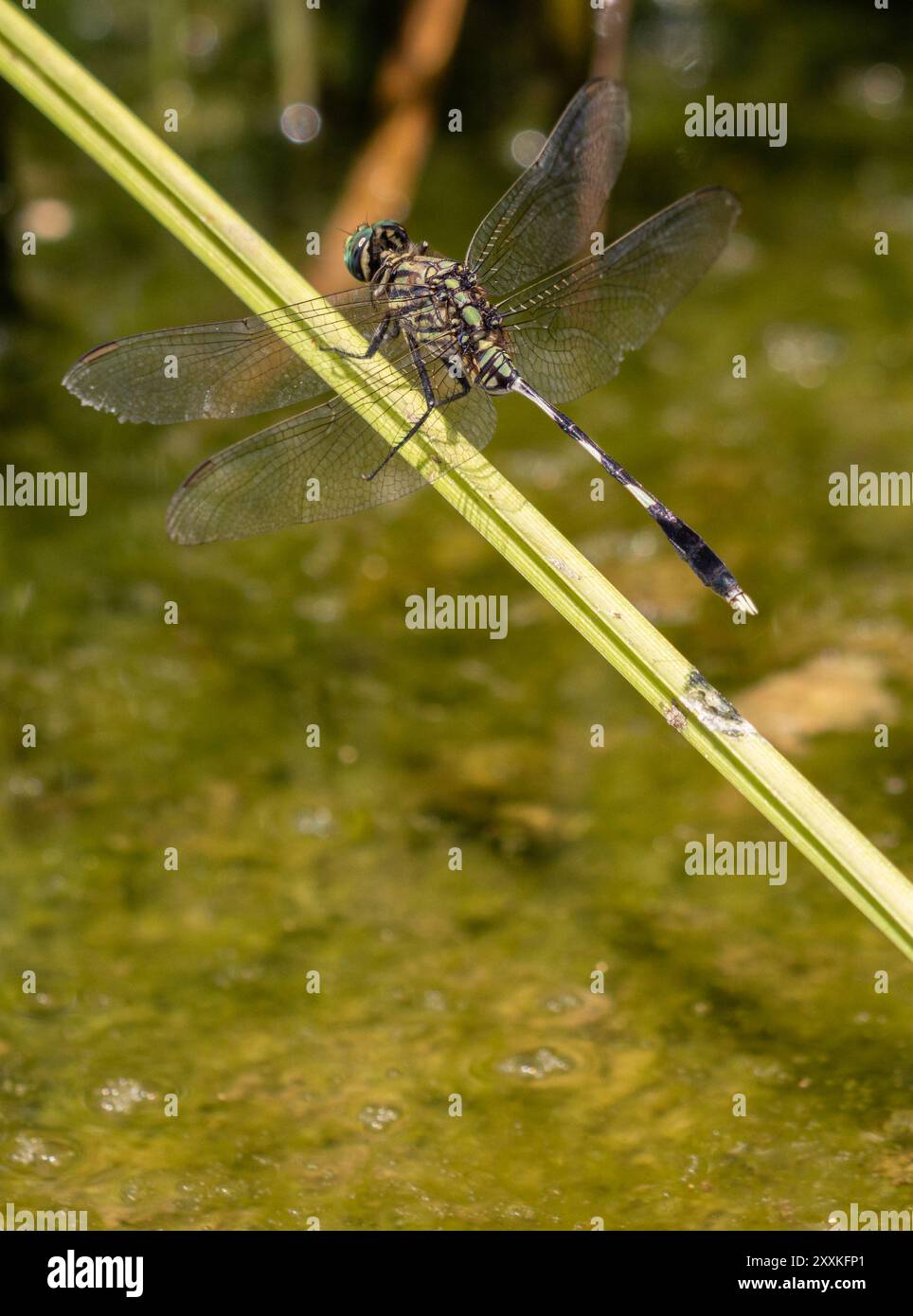 Gold dragonflies hi-res stock photography and images - Alamy