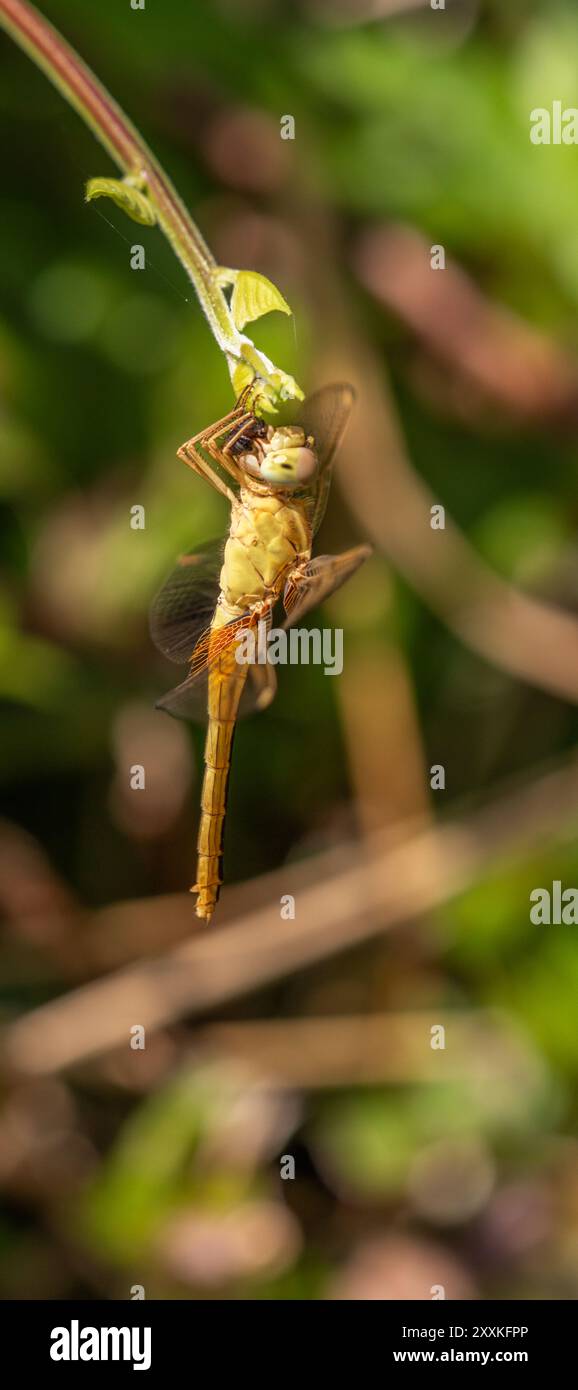 Species ism hi-res stock photography and images - Alamy