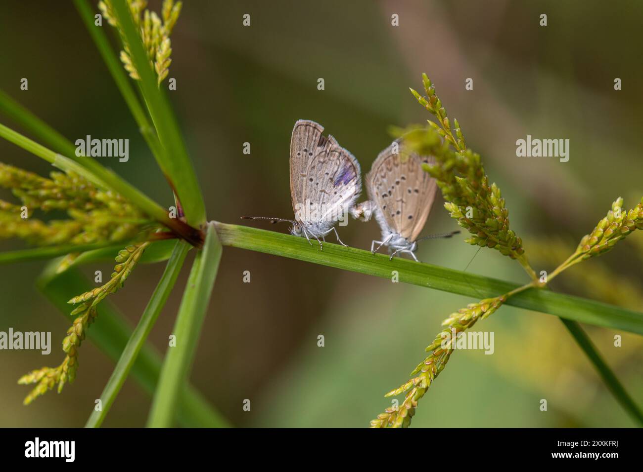 Vibrant blue butterflies hi-res stock photography and images - Alamy