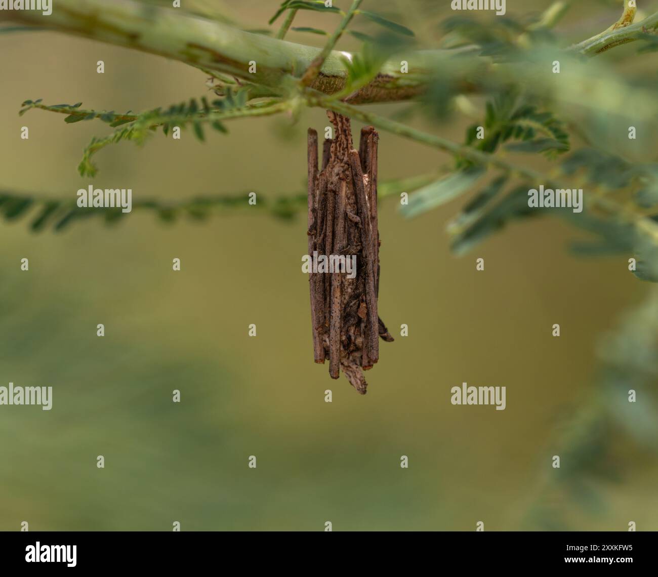 Pupa shell hi-res stock photography and images - Alamy