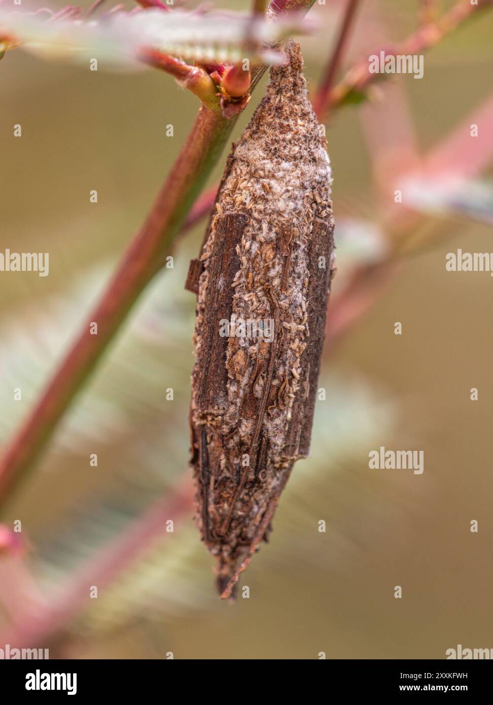 Colorful cocoon hi-res stock photography and images - Alamy