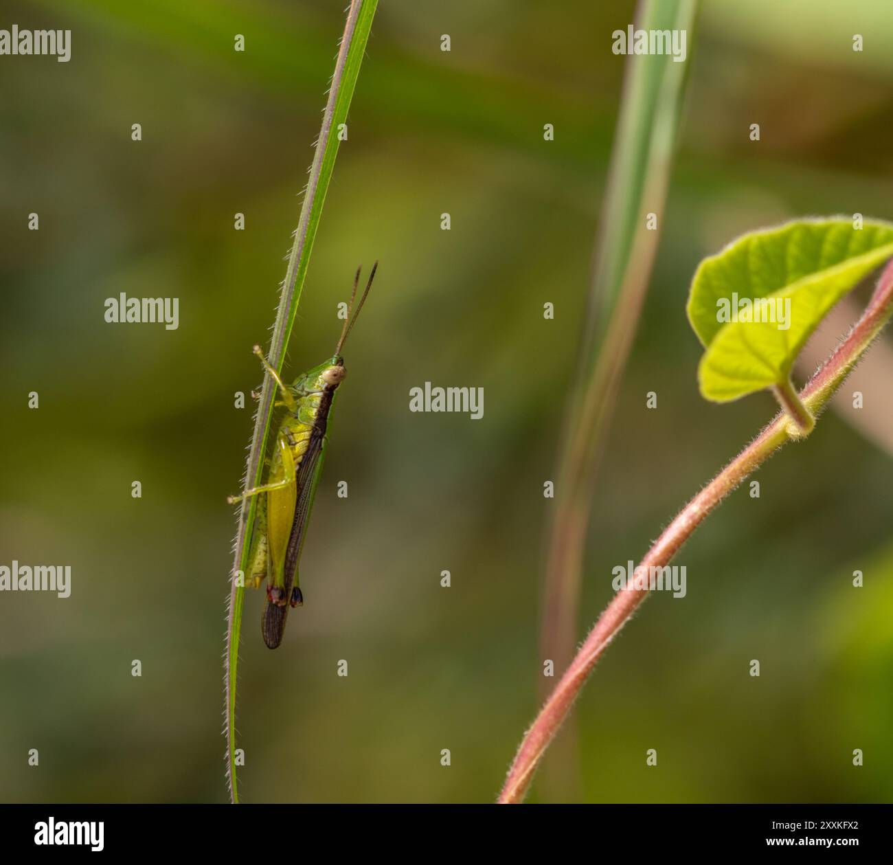Selective focus on grasshopper hi-res stock photography and images - Alamy