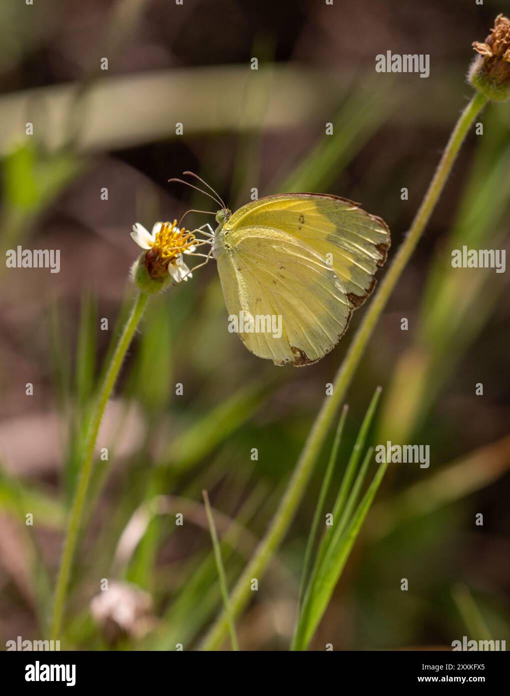 Vibrant blue butterflies hi-res stock photography and images - Alamy