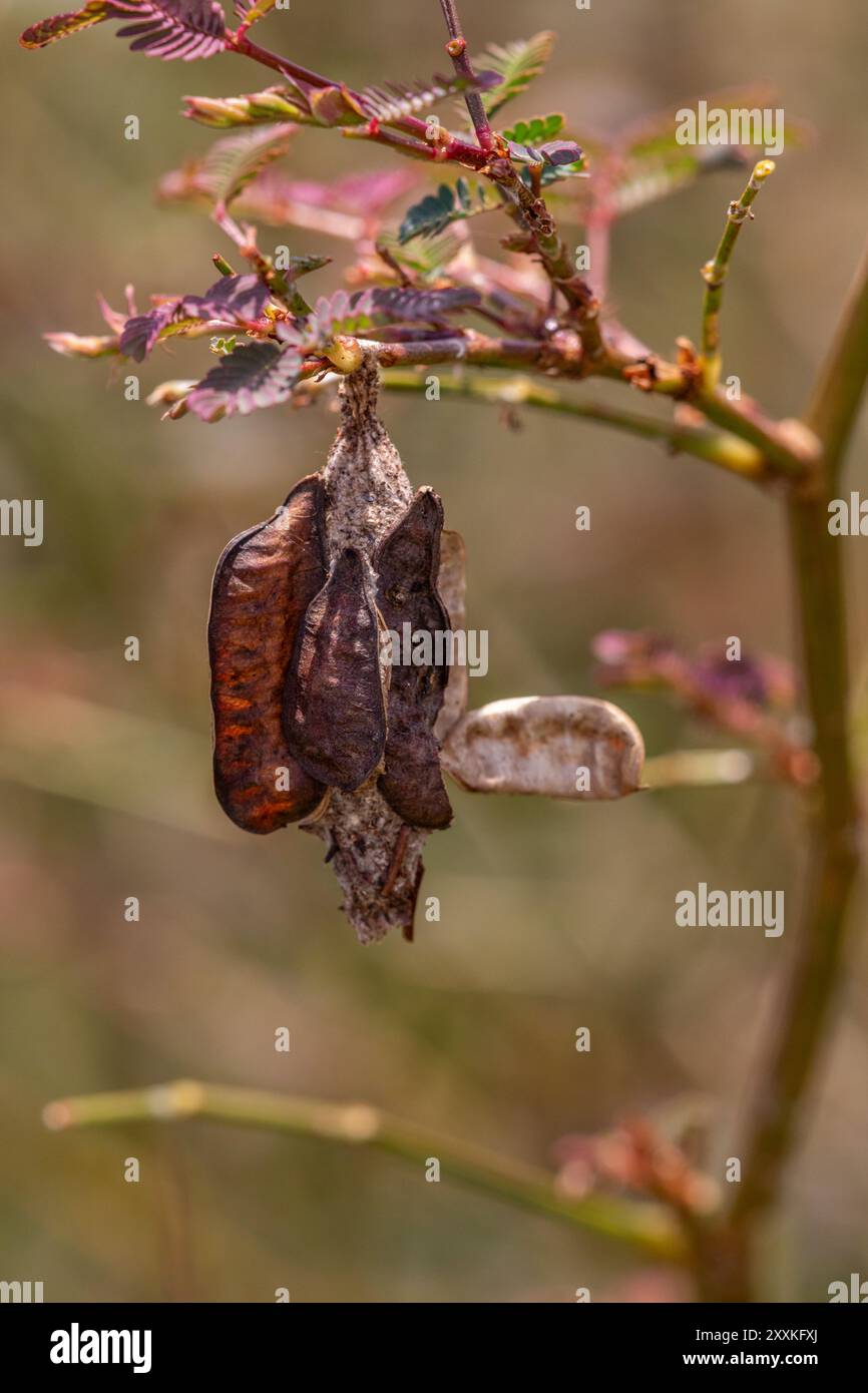 Pupa shell hi-res stock photography and images - Alamy