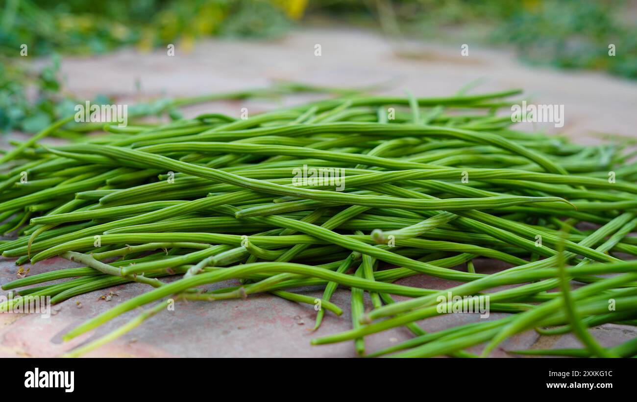 A bunch of raw, green Moringa pod (drumsticks or malunggay) on the ...