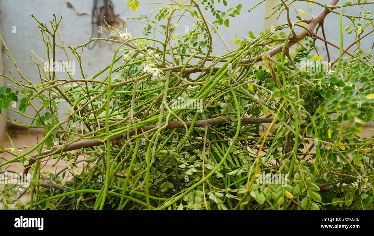 A bunch of raw, green Moringa pod (drumsticks or malunggay) on the ...